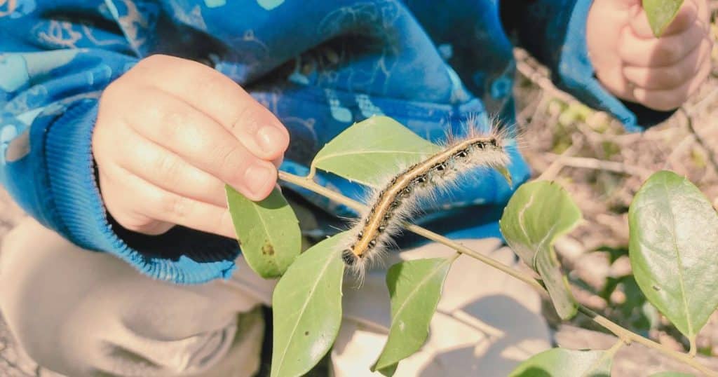 20+ Butterfly Activities for Preschool: Spark Fun & Learning