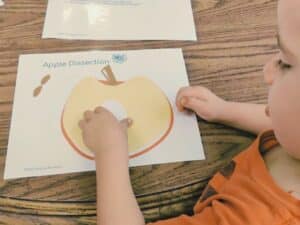 10 Fun Apple Facts for Kids & More - Playing for Hours