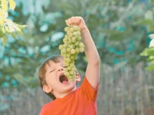 12 Grapes New Years Tradition – A Fun, Wish-Making Tradition