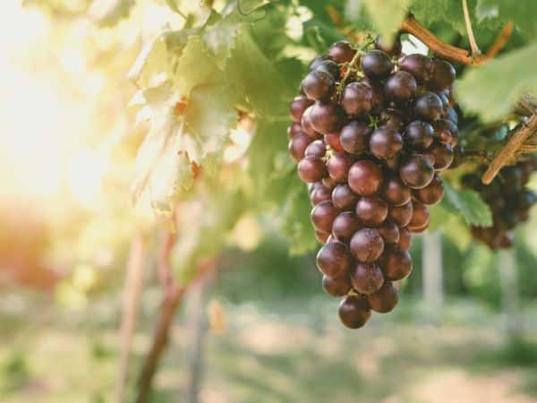 12 Grapes New Years Tradition – A Fun, Wish-Making Tradition