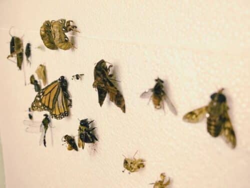 3 Ways Insects Eat: Ultimate Play Based Learning Activity