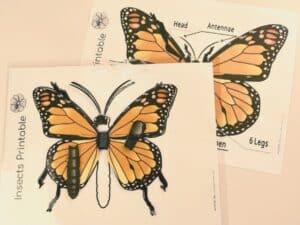 What is an Insect for Kids + 3 Free Printables