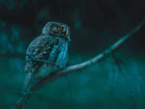 Diurnal and Nocturnal Animals: Fun Facts, Activities, & More