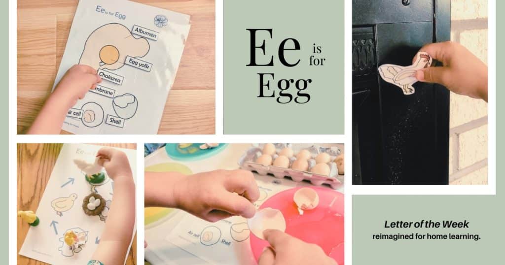 Free Ee is for Egg Homeschool Preschool Curriculum