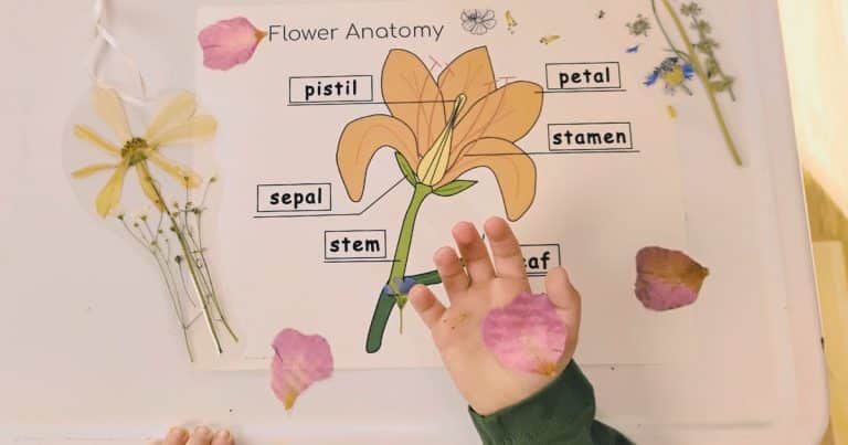 All About Flowers with a Free Printable, Books, and More