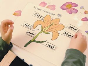 How to Teach All About Flowers to Your Child - Playing for Hours | Our ...