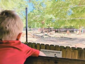 12 Zoo Activities for Preschoolers: Fun & Easy Ideas