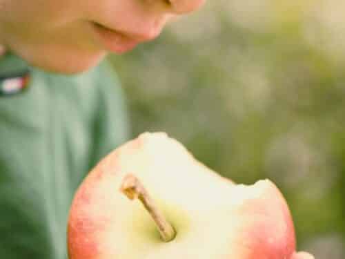 6 Step Apple Life Cycle Printable: A Free Hands-on Lesson