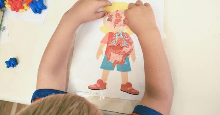 Exploring Body Organs for Kids + 10 Exciting Activities