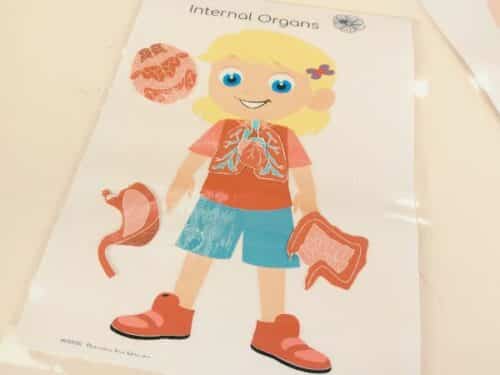 Exploring Body Organs for Kids + 10 Exciting Activities