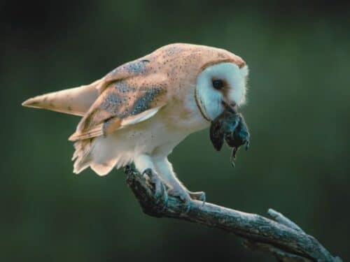 Dissect Owl Pellets: An Exciting Way to Learn About Owls