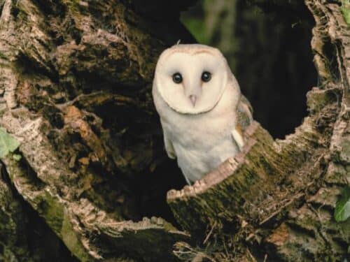 A Fun Play Based Learning Owl Printable: What Do Owls Eat?